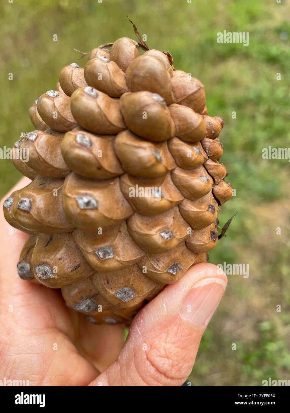 knobcone pine (Pinus attenuata Stock Photo - Alamy