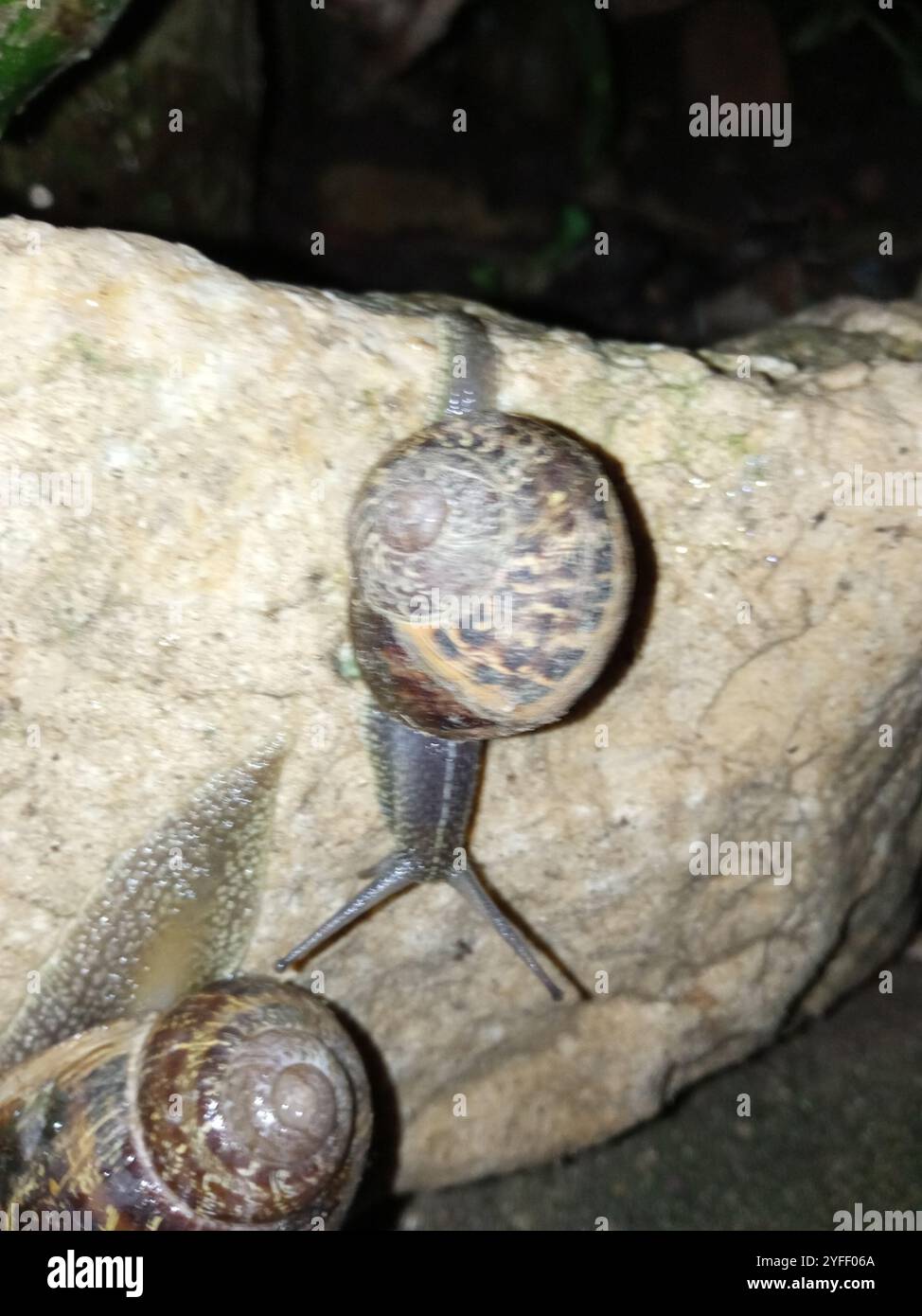 Garden Snail (Cornu aspersum Stock Photo - Alamy