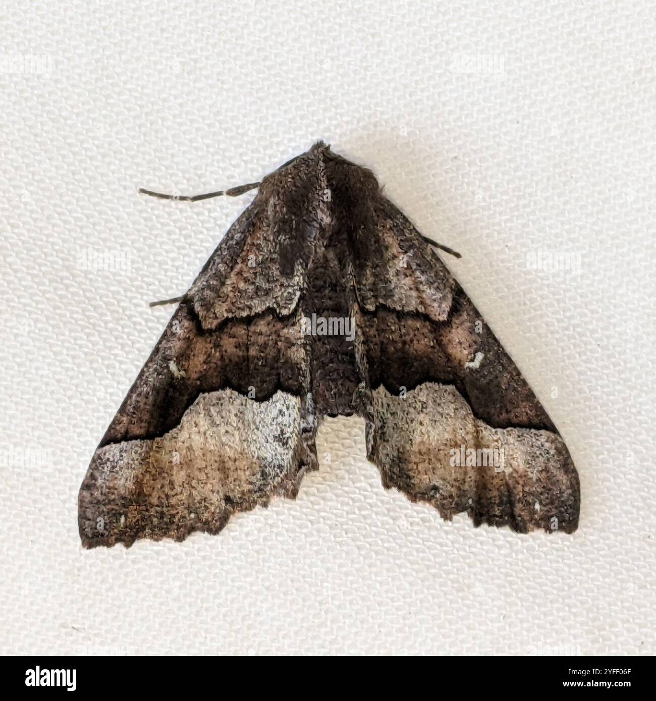 Behr's Pero Moth (Pero behrensaria Stock Photo - Alamy