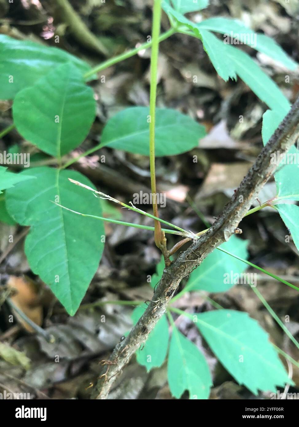 Slender Oak Sedge (Carex albicans australis Stock Photo - Alamy