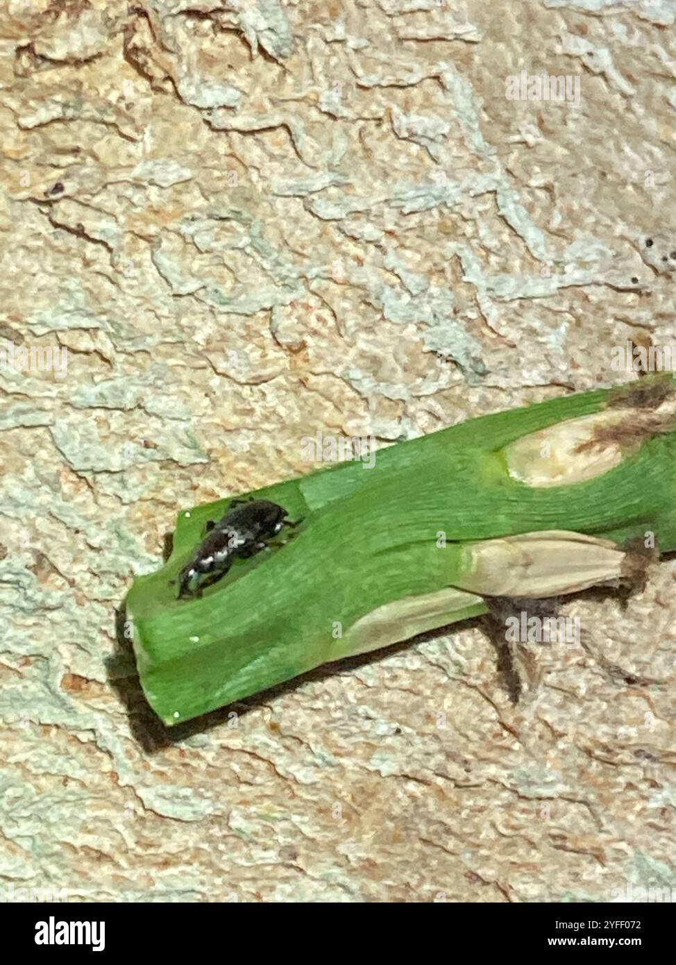 True Weevils (Curculionidae Stock Photo - Alamy