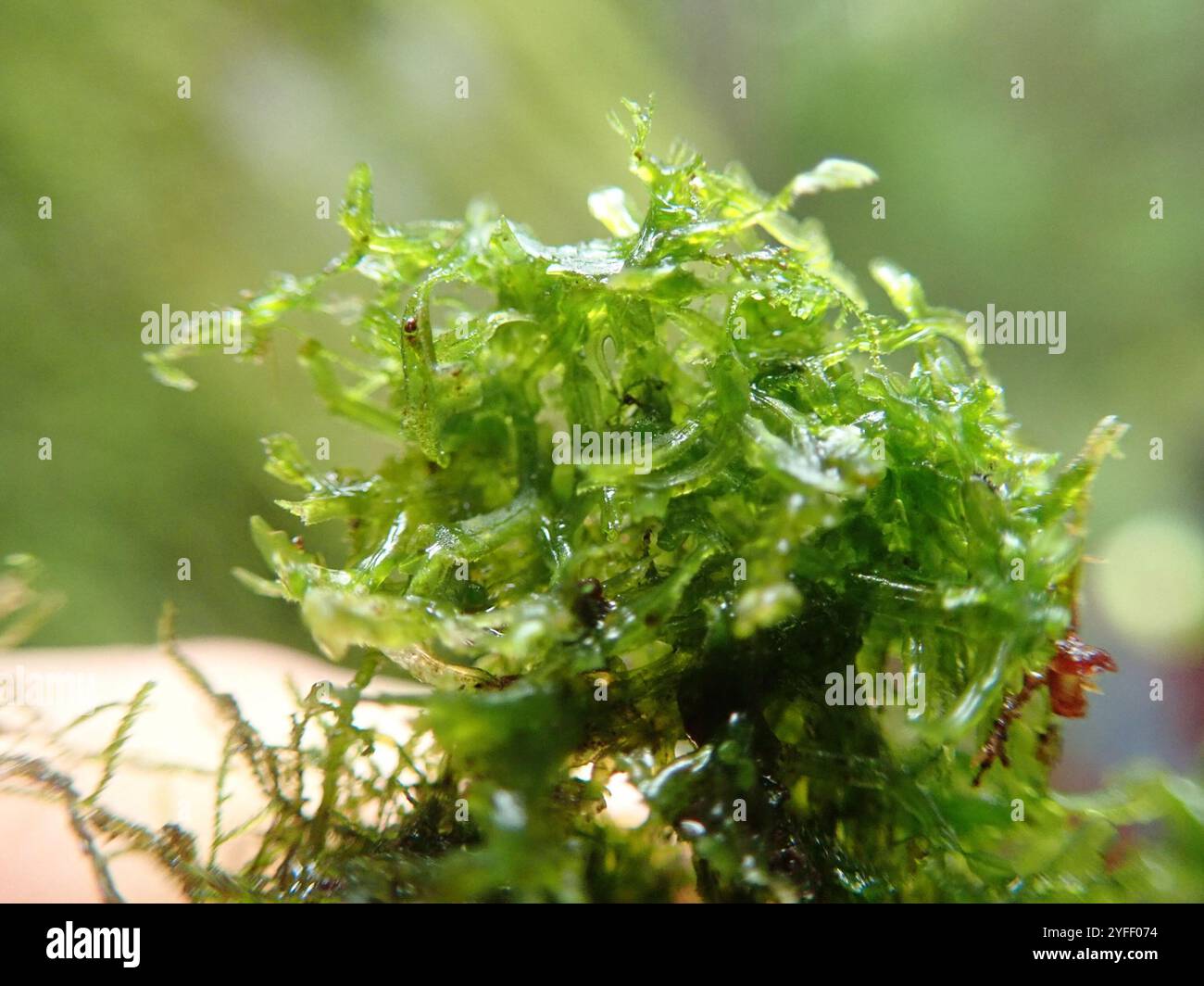 Conjugata hi-res stock photography and images - Alamy