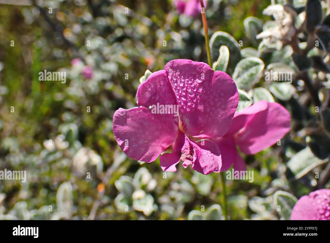 Hairy Capesweetpea (Podalyria burchellii Stock Photo - Alamy