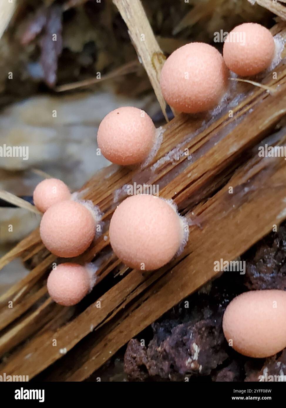 Wolf's Milk (Lycogala epidendrum Stock Photo - Alamy