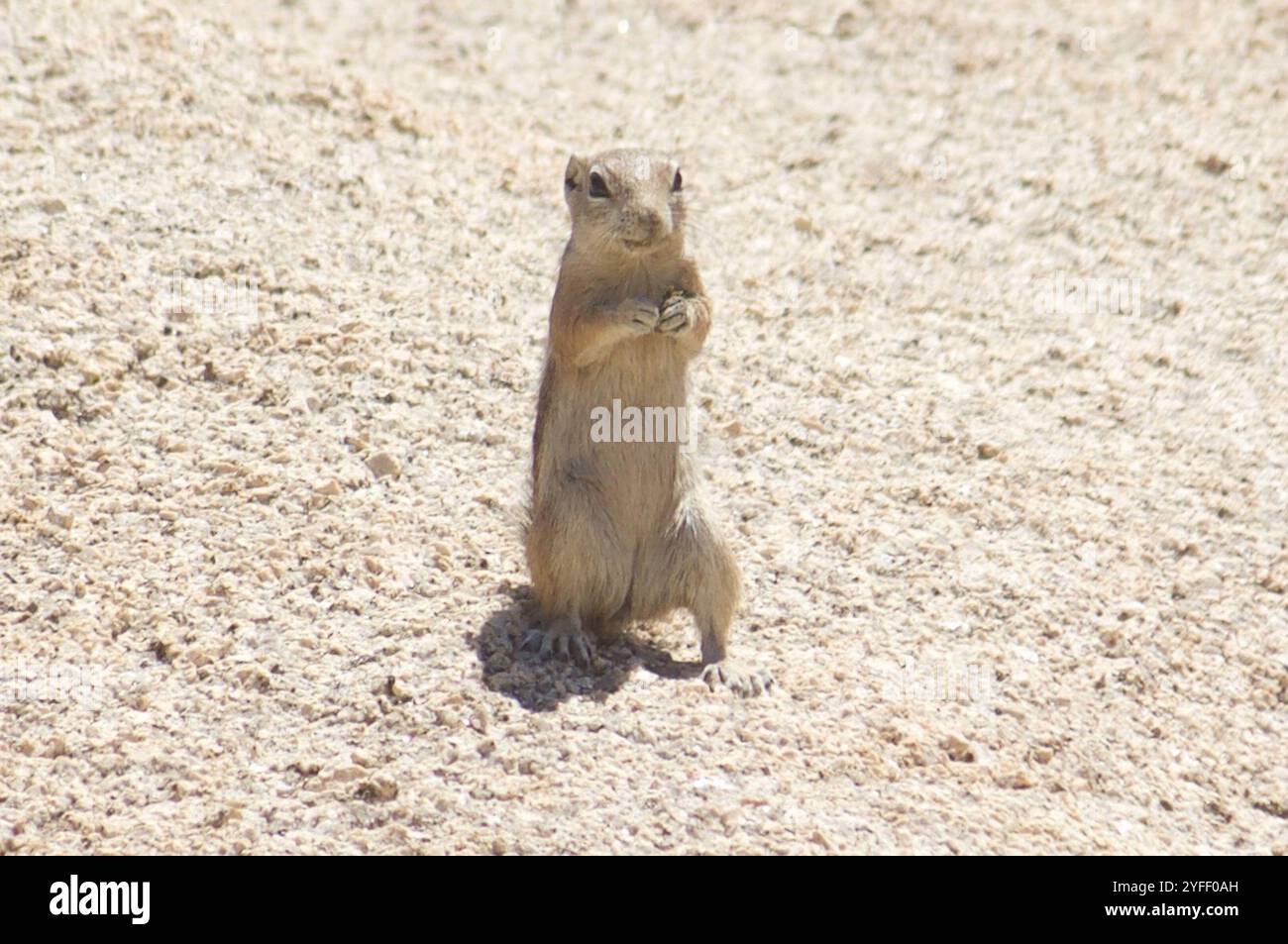 White-tailed Antelope Squirrel (Ammospermophilus leucurus Stock Photo ...