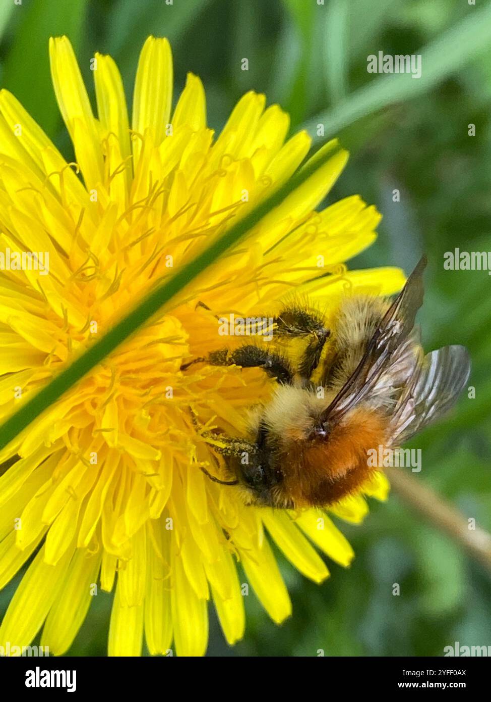 Common Carder Bumble Bee (Bombus pascuorum Stock Photo - Alamy