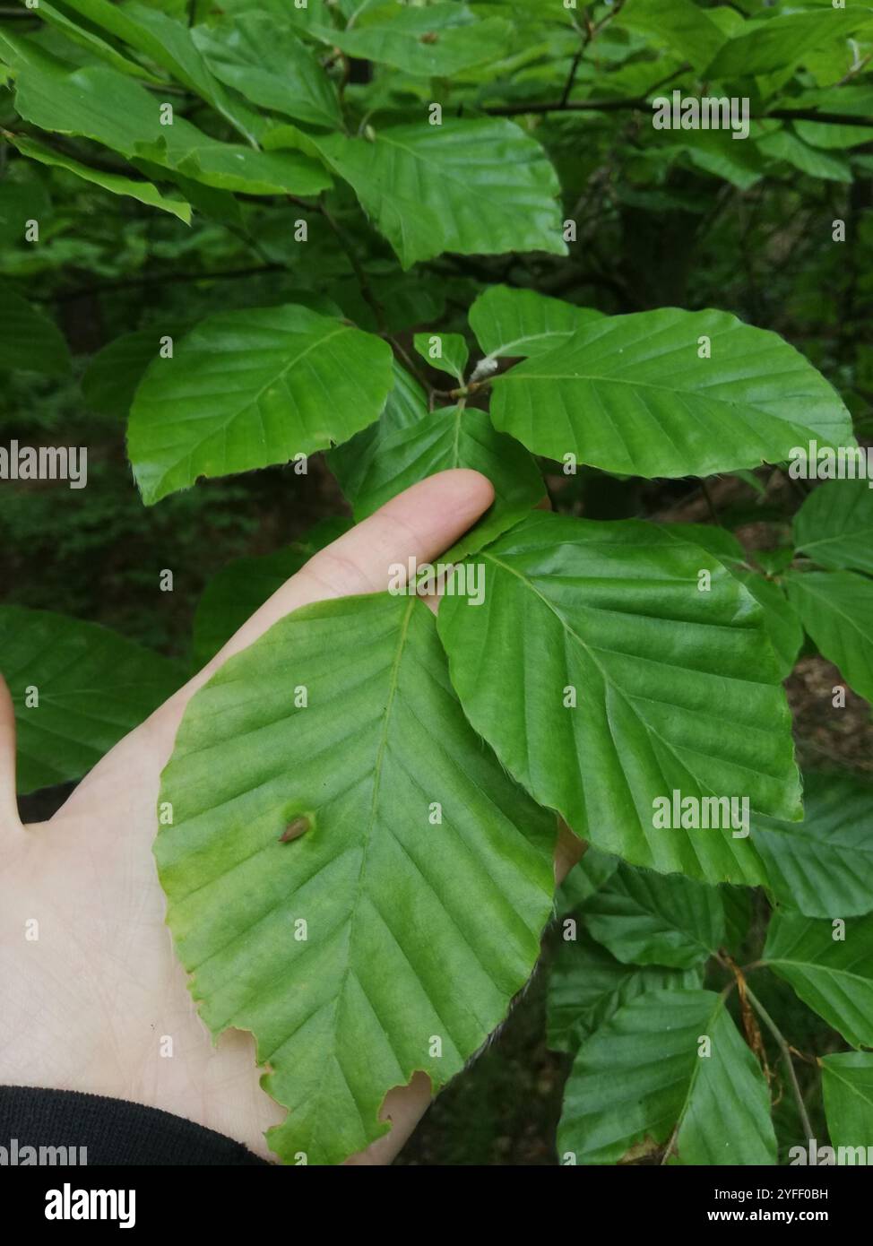 Beech Gall Midge (Mikiola fagi Stock Photo - Alamy