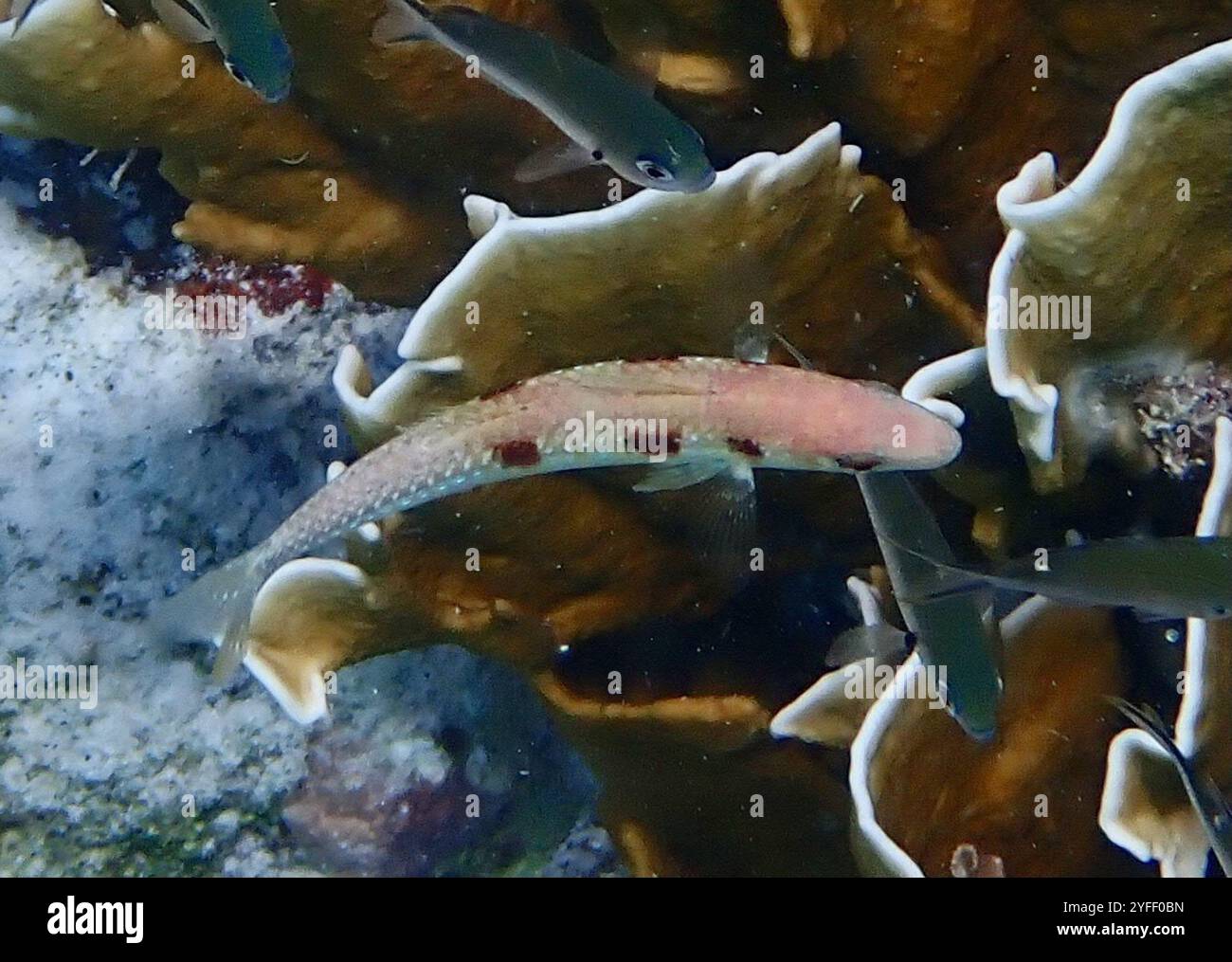 Spotted Goatfish (Pseudupeneus maculatus Stock Photo - Alamy
