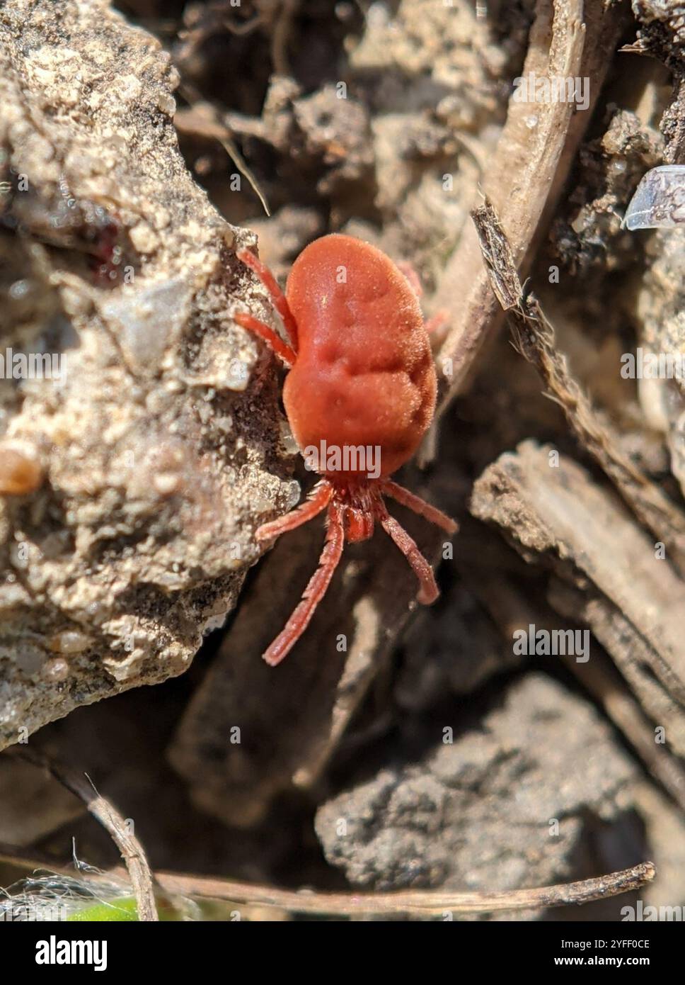 Sumo Mites (Allothrombium Stock Photo - Alamy