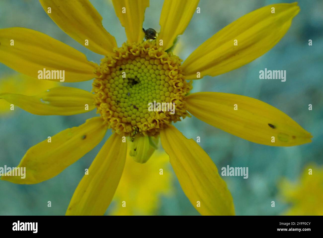 common woolly sunflower (Eriophyllum lanatum Stock Photo - Alamy
