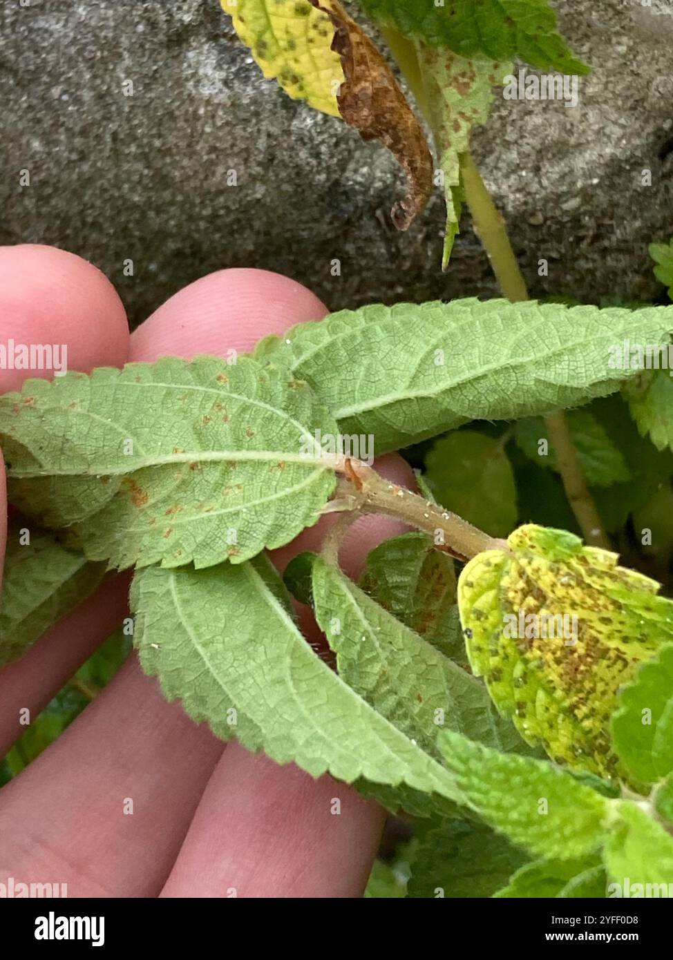 false nettle (Boehmeria cylindrica Stock Photo - Alamy
