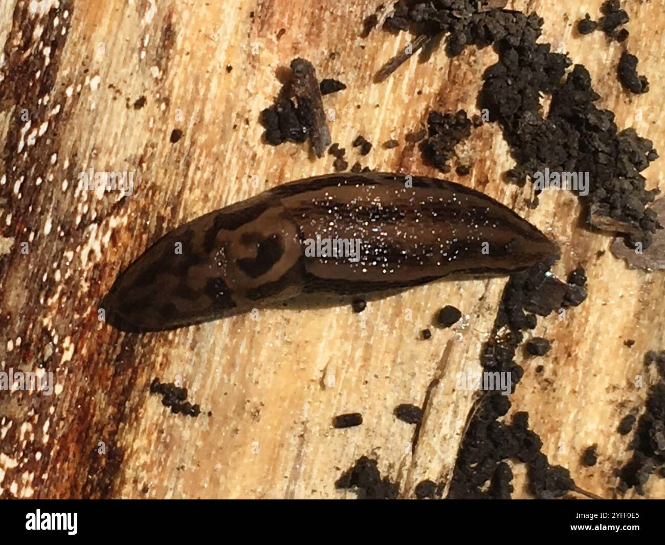 Leopard Slug (Limax maximus Stock Photo - Alamy