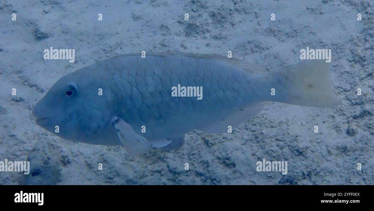 Yellowtail Parrotfish (Sparisoma rubripinne Stock Photo - Alamy