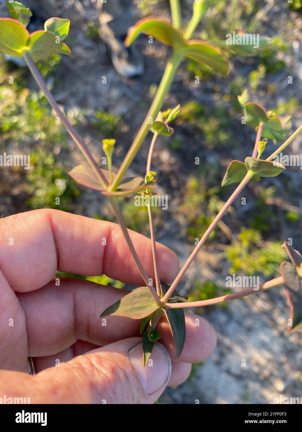 Greater Florida Spurge (Euphorbia floridana Stock Photo - Alamy