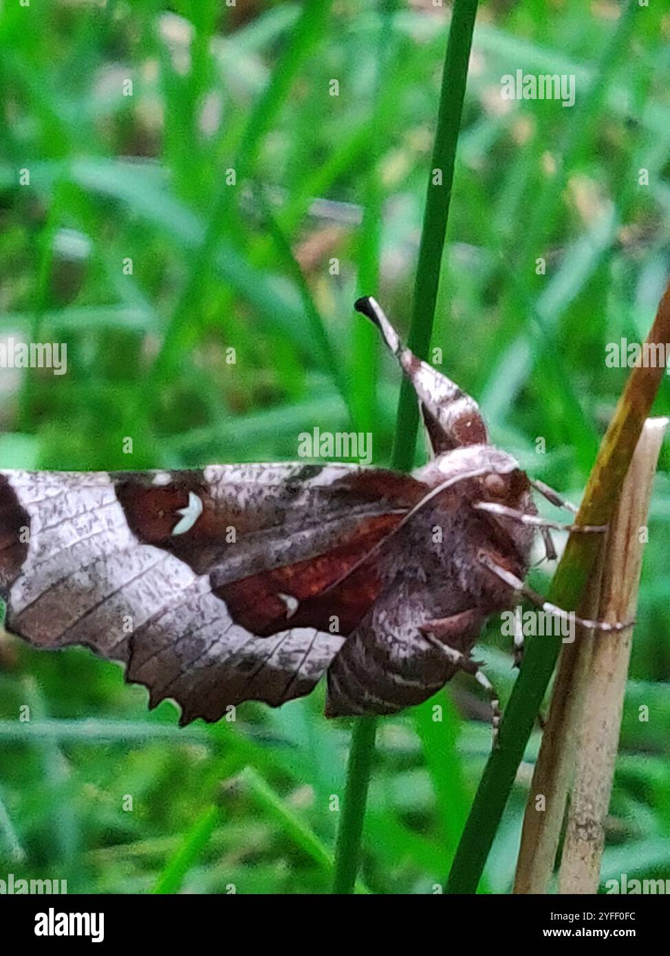 Purple thorn selenia tetralunaria hi-res stock photography and images ...