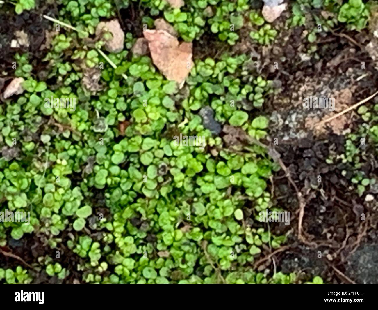 Baby's tears (Soleirolia soleirolii Stock Photo - Alamy