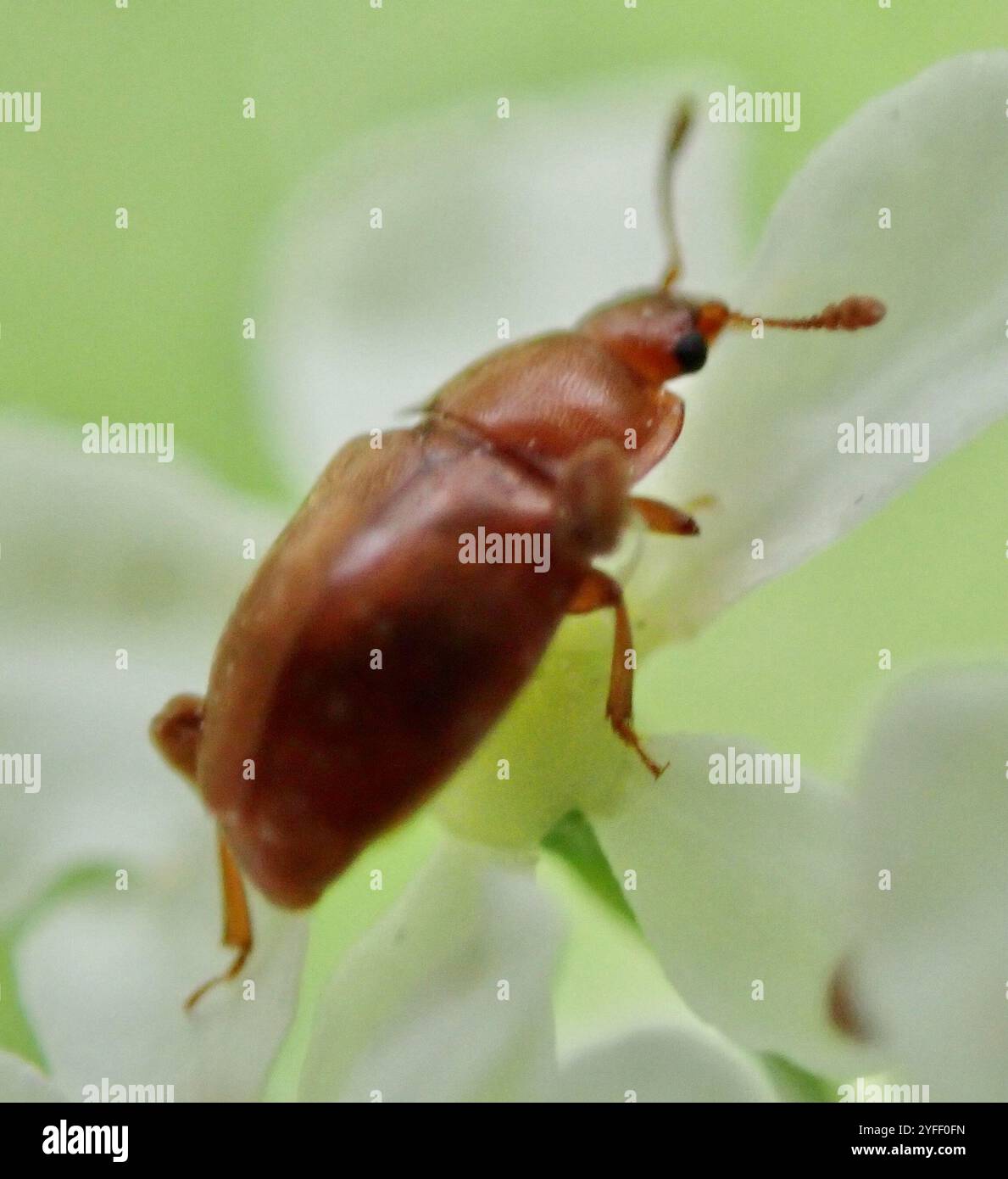 Sap-feeding Beetles (Nitidulidae Stock Photo - Alamy