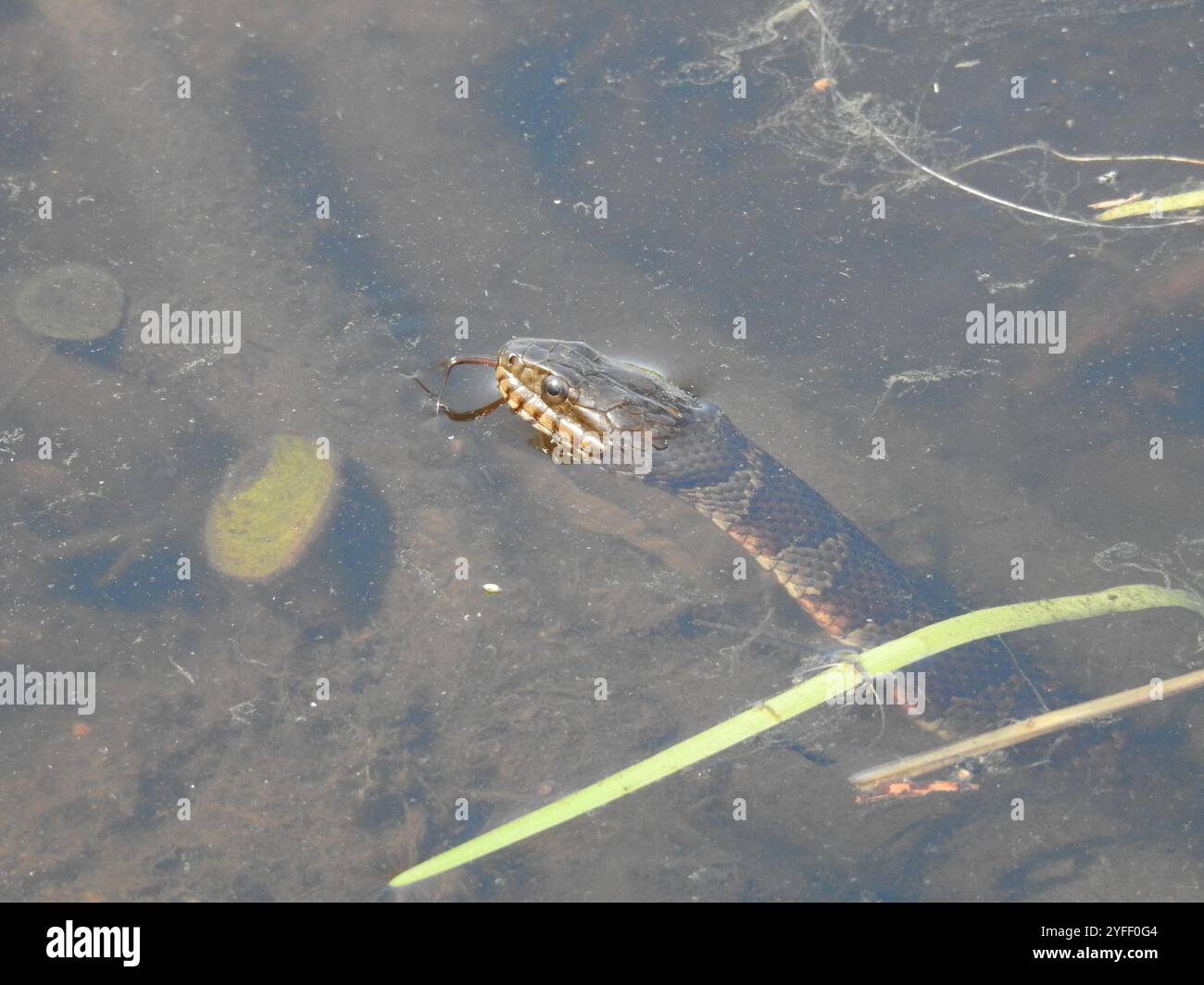 Common Watersnake (Nerodia sipedon Stock Photo - Alamy