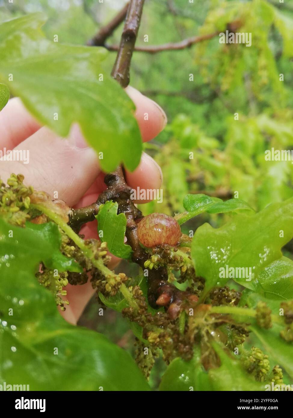 Common Spangle Gall Wasp (Neuroterus quercusbaccarum Stock Photo - Alamy
