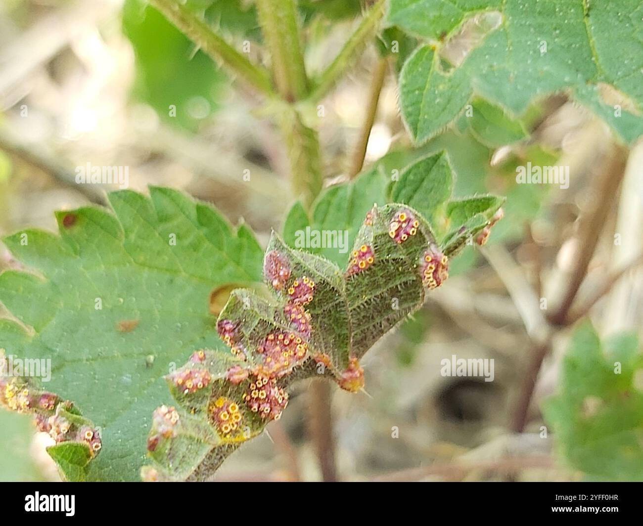 Nettle Clustercup Rust fungus (Puccinia urticata Stock Photo - Alamy