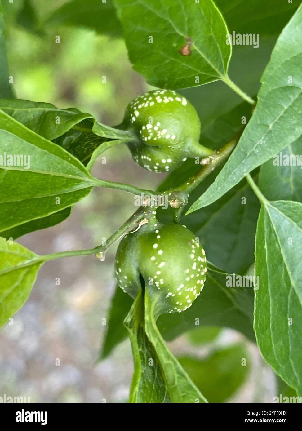 Hackberry Petiole Gall Psyllid (Pachypsylla venusta Stock Photo - Alamy