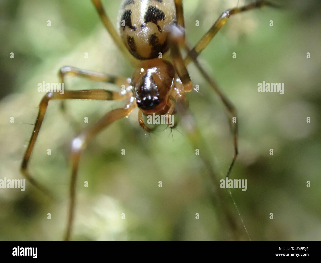 Sheetweb and Dwarf Weavers (Linyphiidae Stock Photo - Alamy