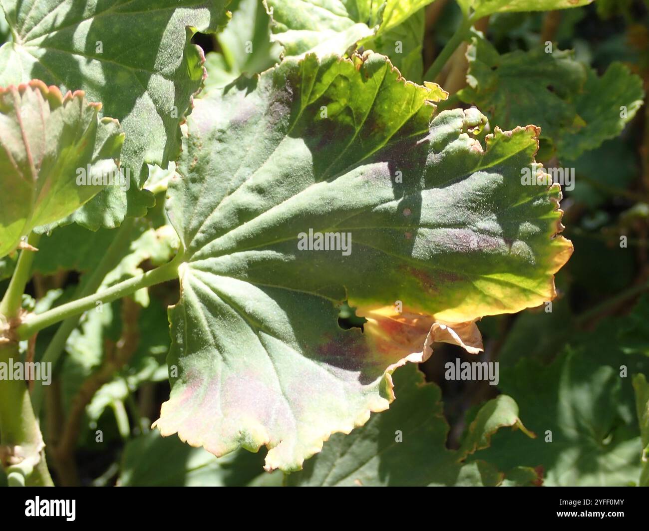 horseshoe geranium (Pelargonium zonale Stock Photo - Alamy