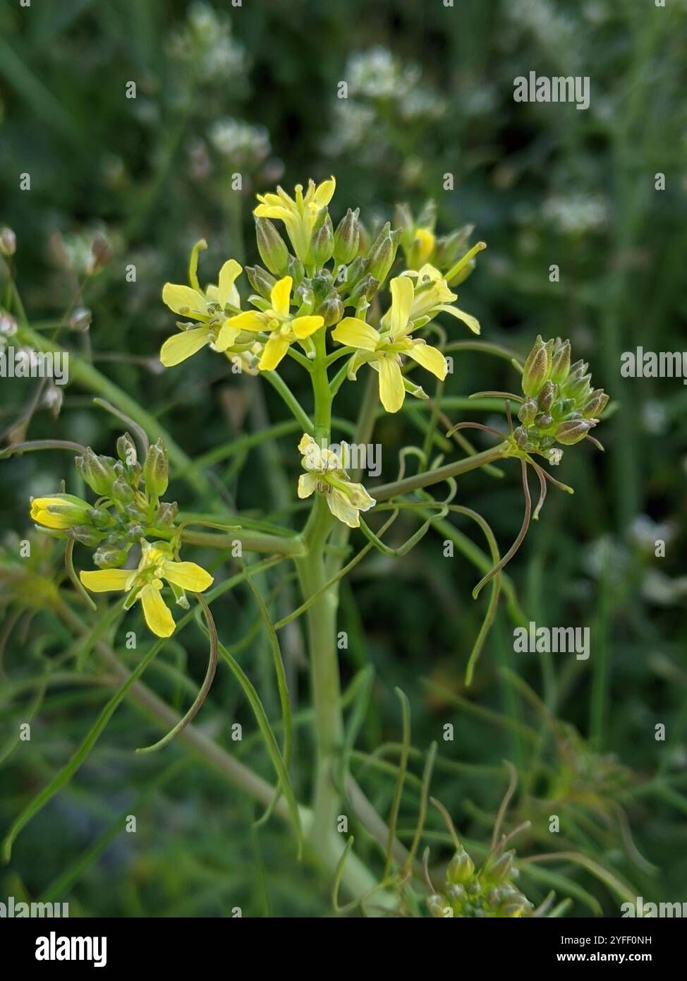 Sisymbrium altissimum hi-res stock photography and images - Alamy