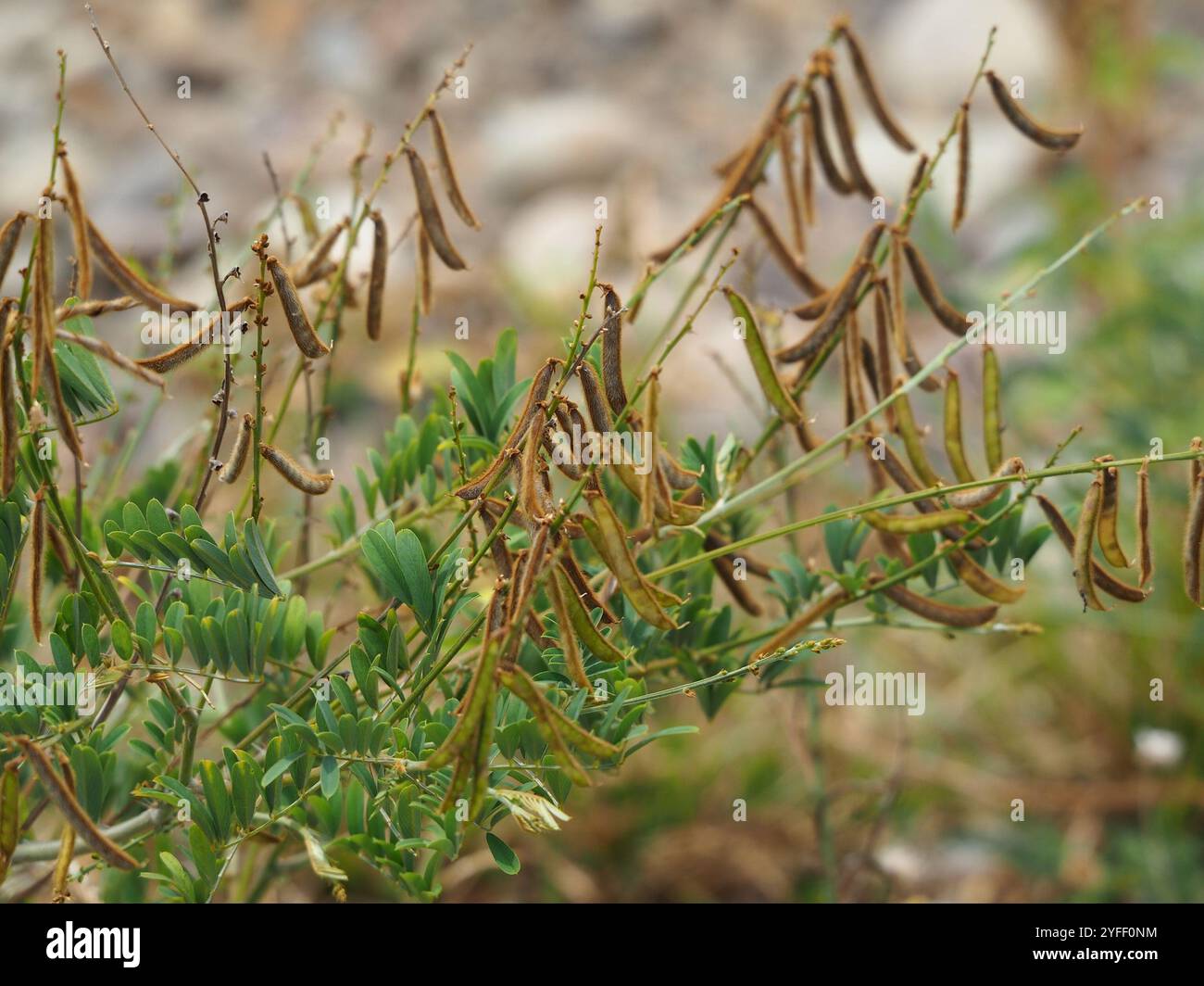 South African hoarypea (Tephrosia noctiflora Stock Photo - Alamy