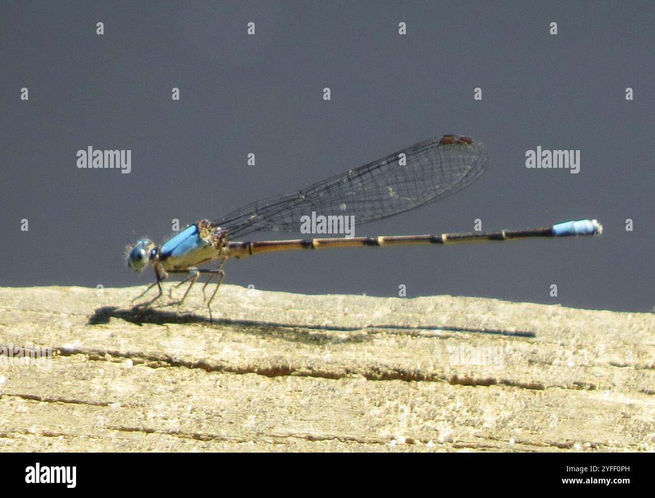 Blue-fronted Dancer (Argia apicalis Stock Photo - Alamy