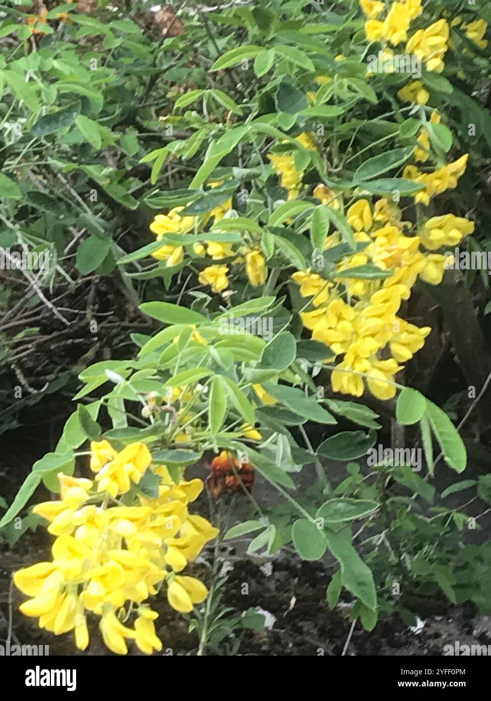 Common Laburnum (Laburnum anagyroides Stock Photo - Alamy