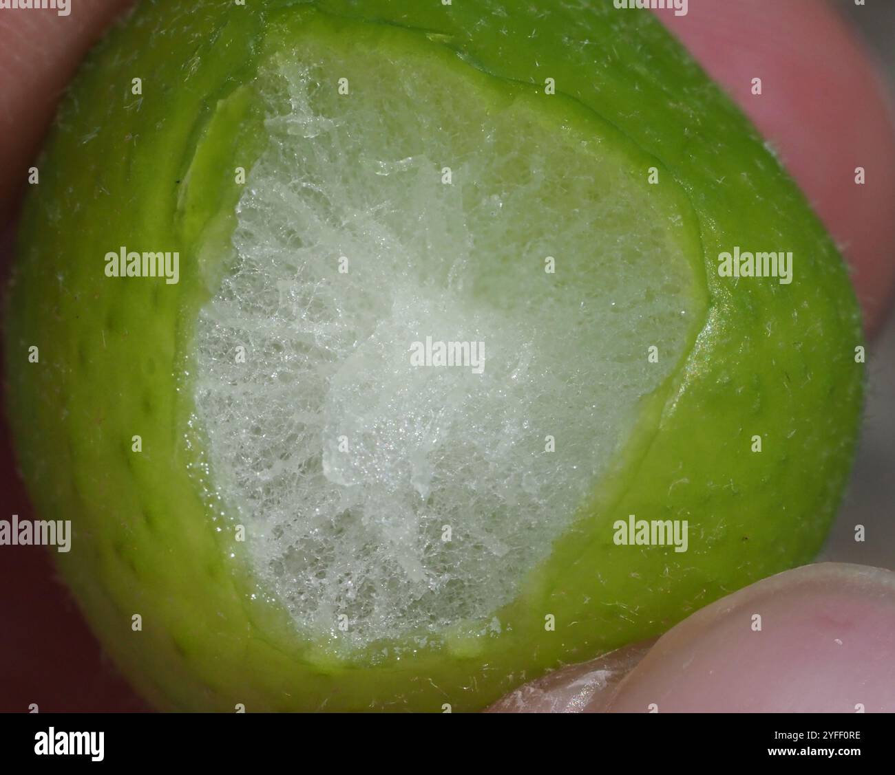 Spongy Oak Apple Gall Wasp (Amphibolips confluenta Stock Photo - Alamy