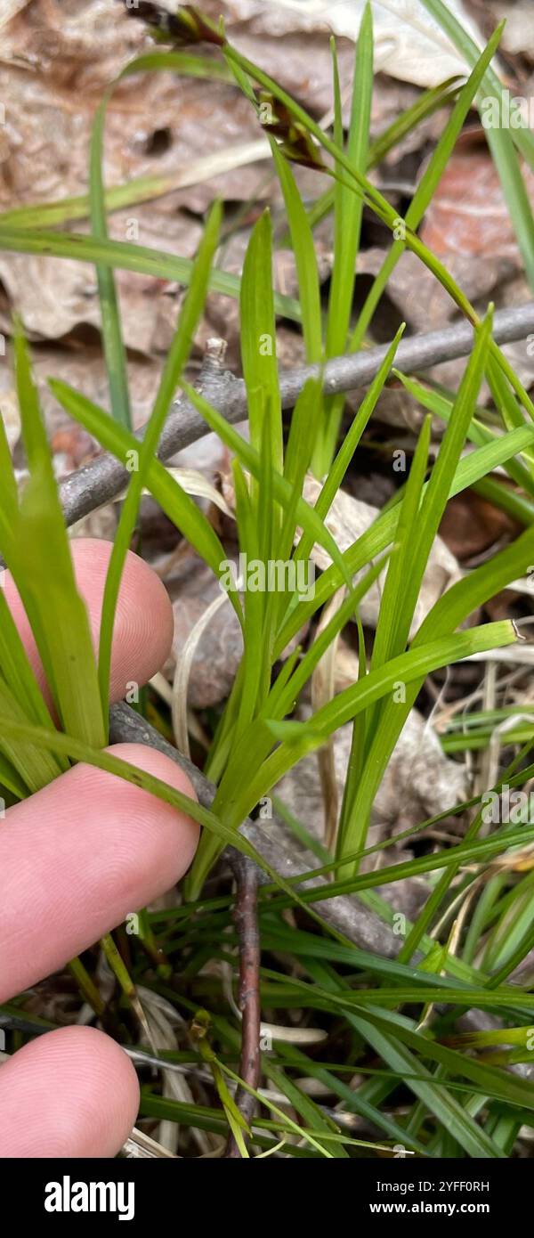 long-stalked sedge (Carex pedunculata Stock Photo - Alamy