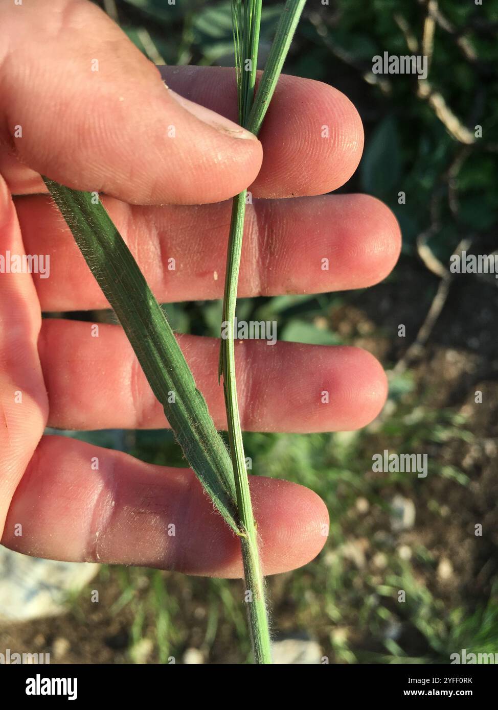 Cheatgrass (Bromus tectorum Stock Photo - Alamy