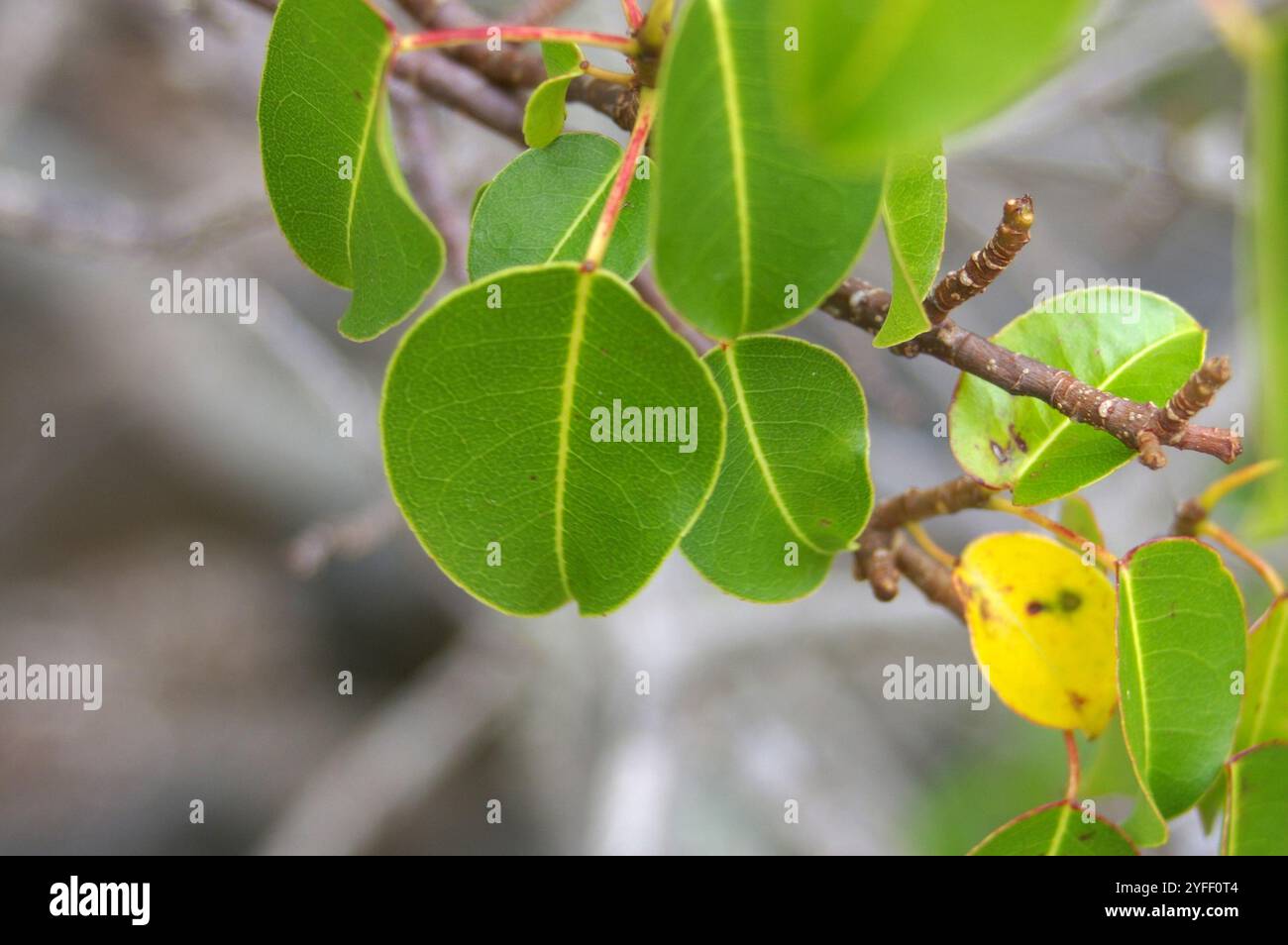 Manchineel (Hippomane mancinella Stock Photo - Alamy