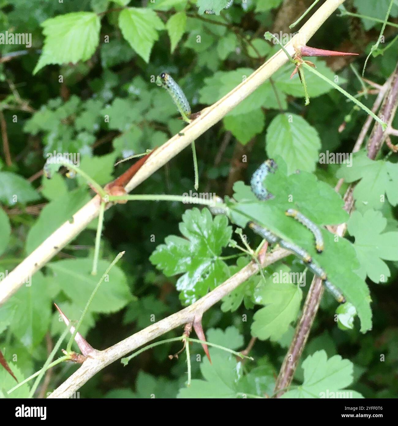 Imported currantworm hi-res stock photography and images - Alamy