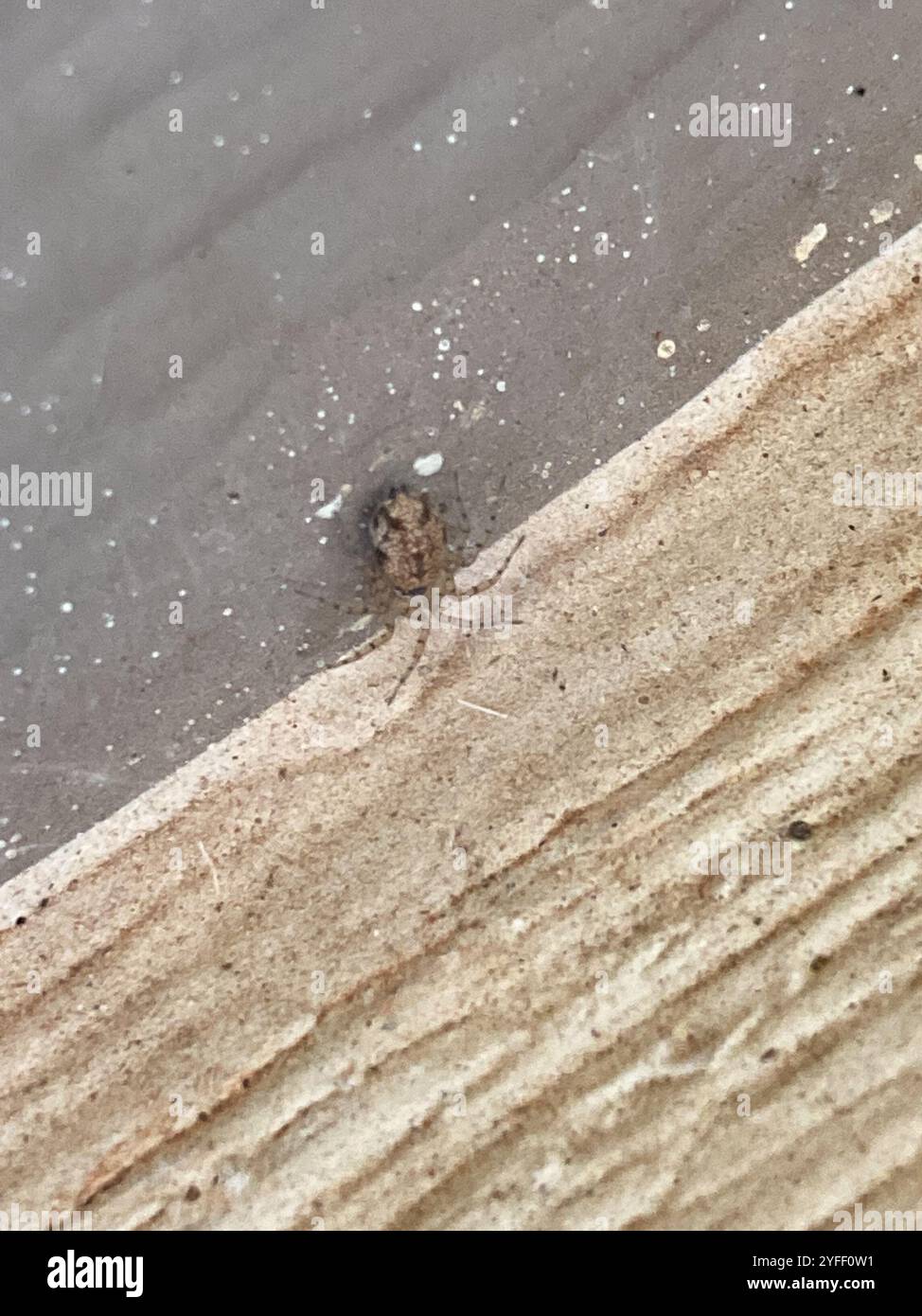 Wall Spiders (Oecobius Stock Photo - Alamy