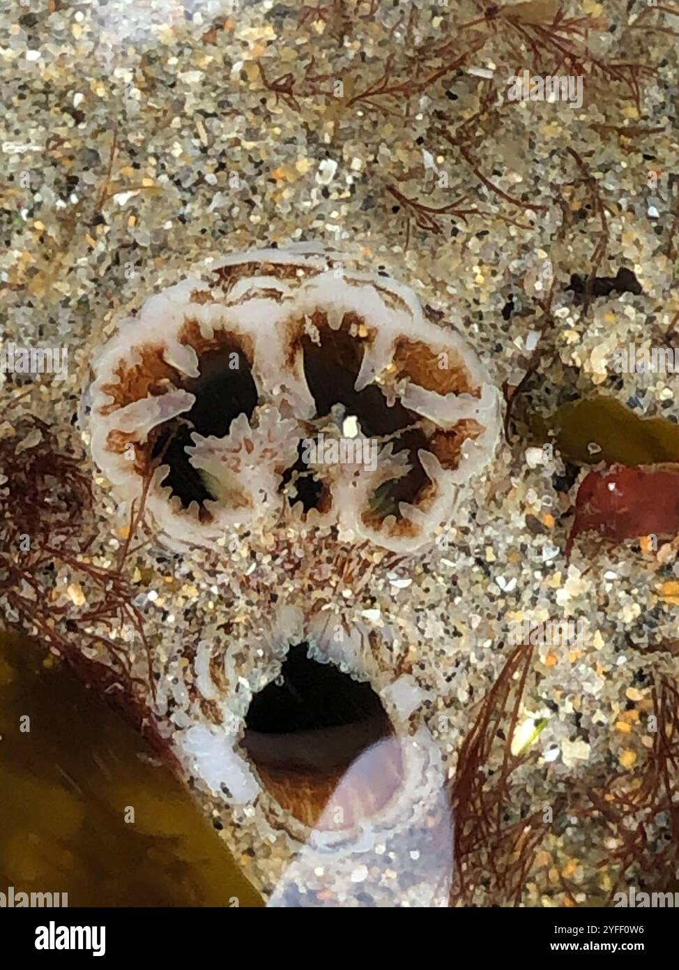 Rough piddock hi-res stock photography and images - Alamy