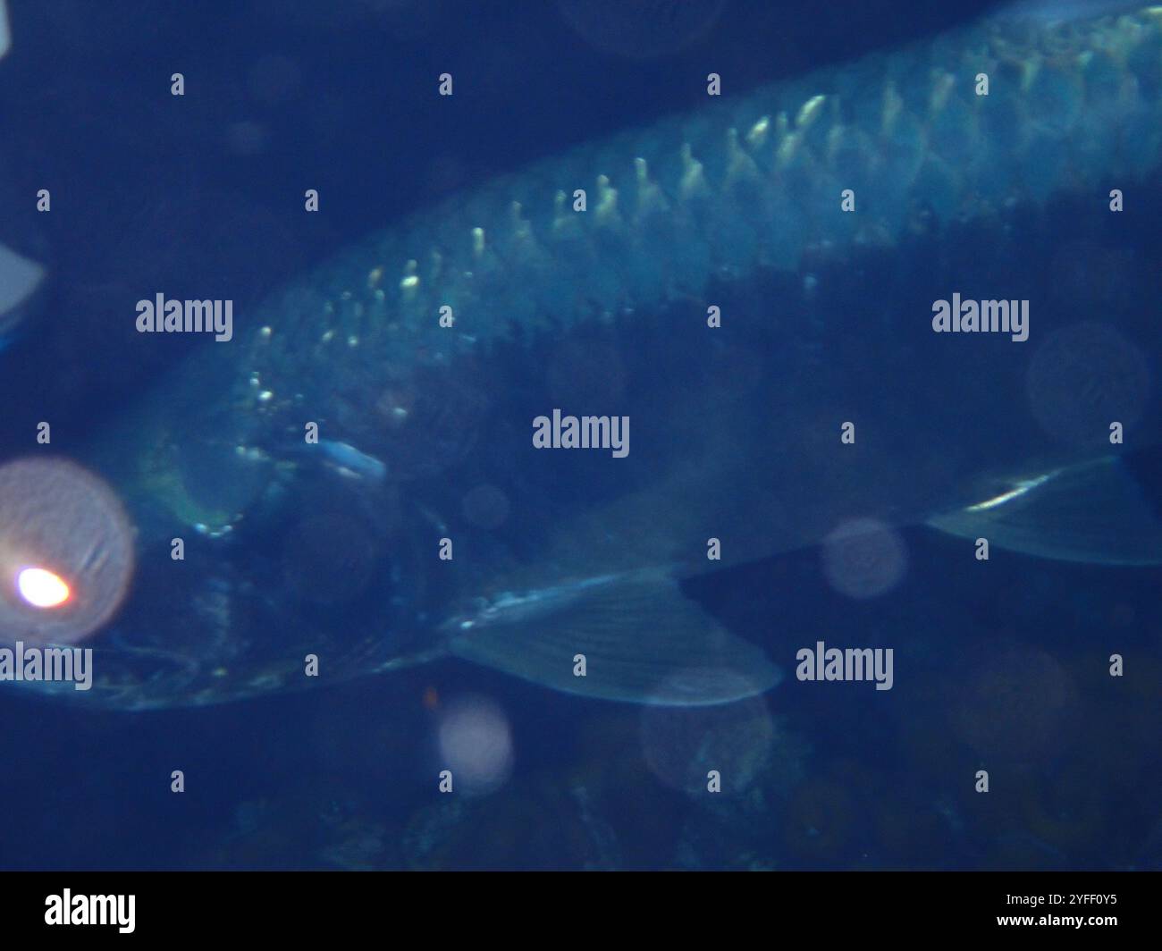 Atlantic Tarpon (Megalops atlanticus Stock Photo - Alamy