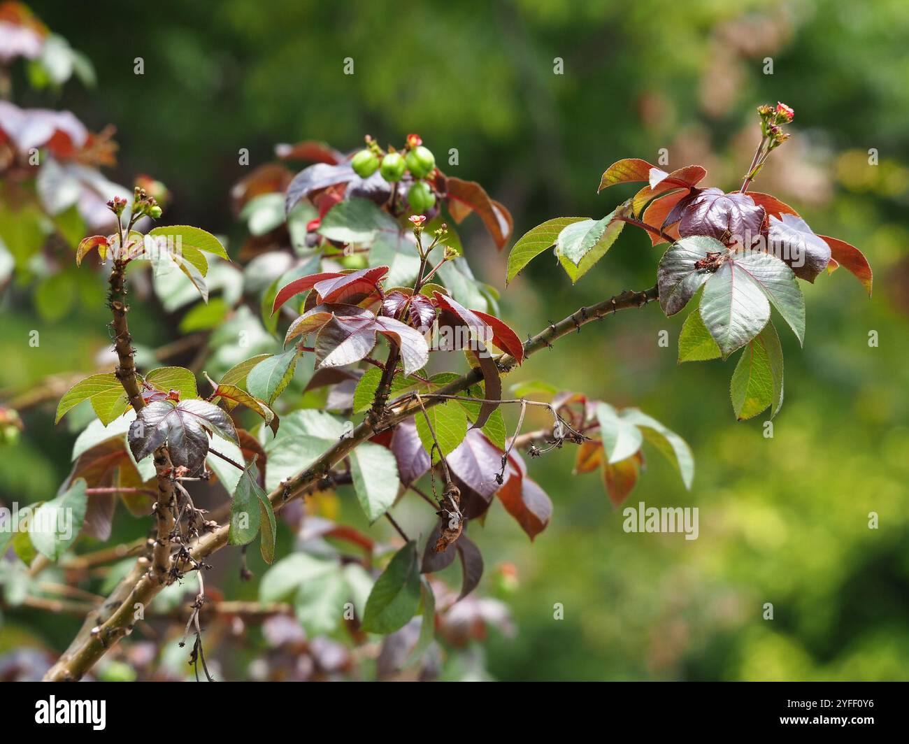 Jatropha gossypiifolia hi-res stock photography and images - Alamy