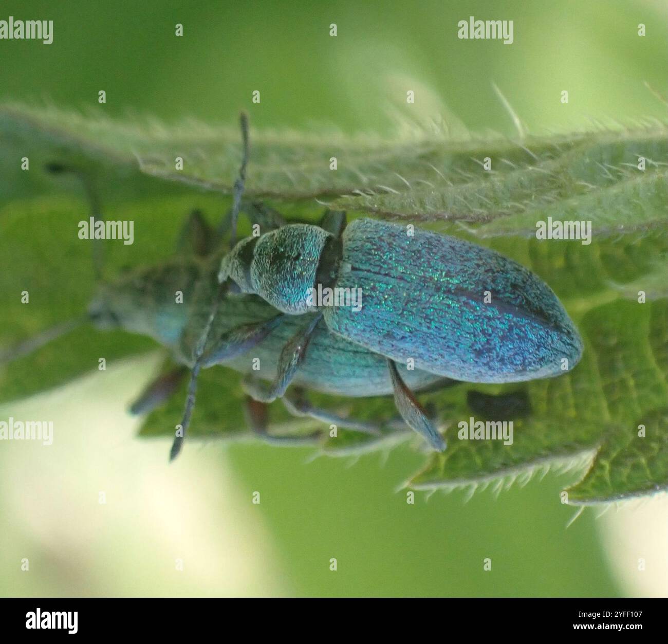 Nettle weevil (Phyllobius pomaceus Stock Photo - Alamy