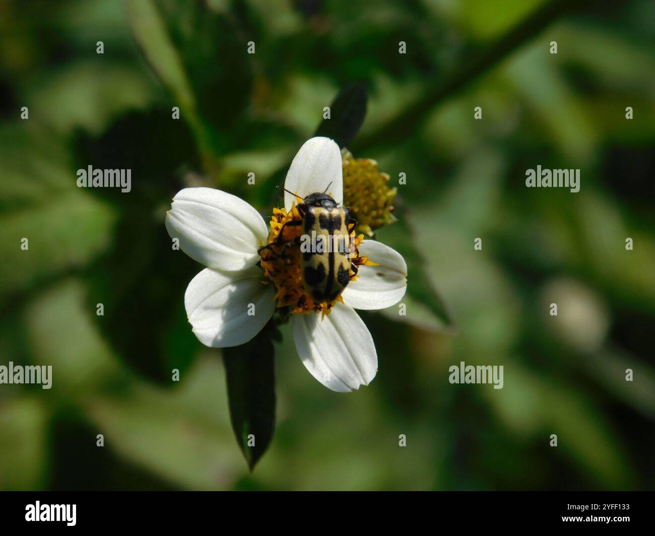 Spotted Maize Beetle (Astylus atromaculatus Stock Photo - Alamy