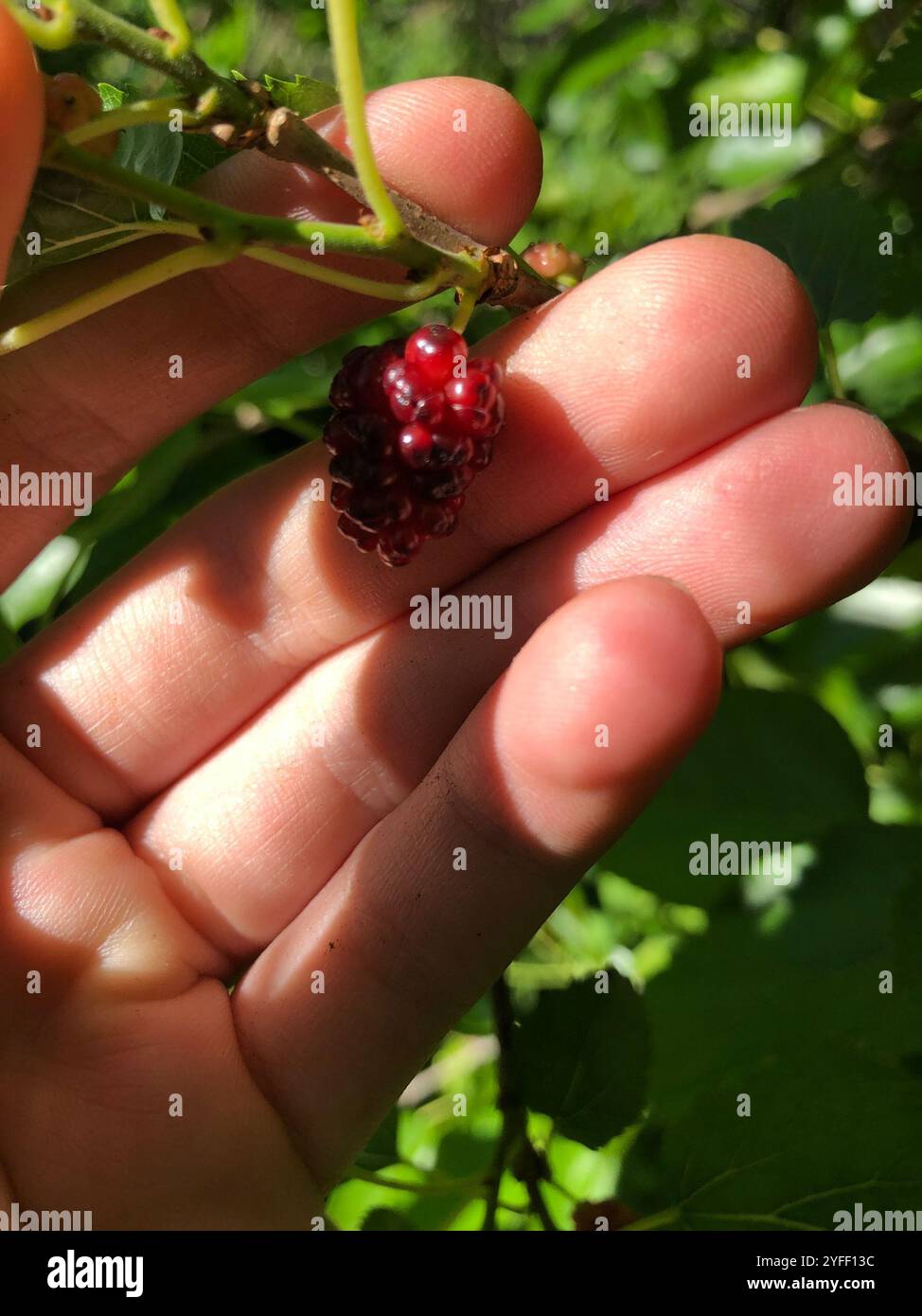 red mulberry (Morus rubra Stock Photo - Alamy