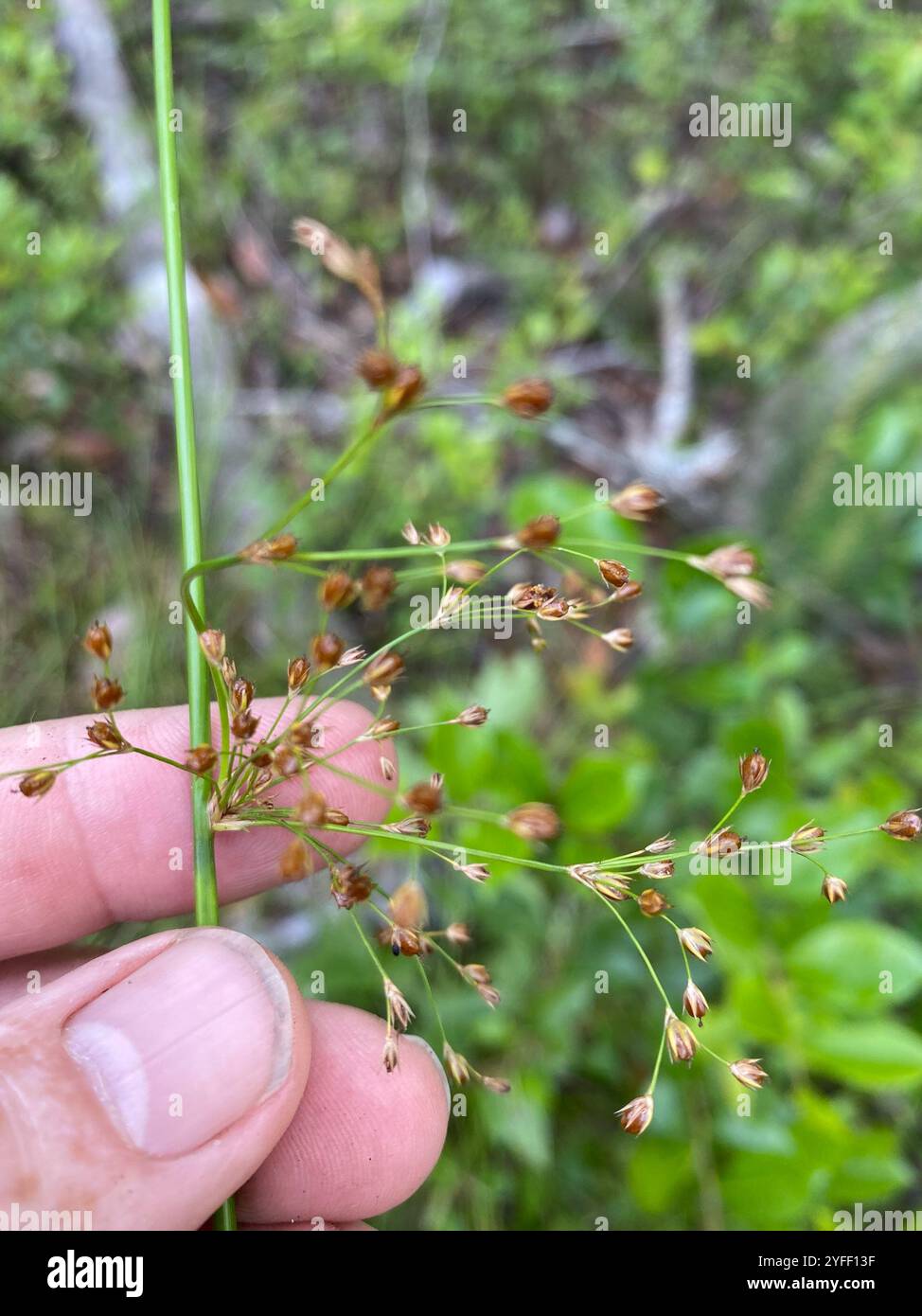 eastern soft rush (Juncus effusus solutus Stock Photo - Alamy