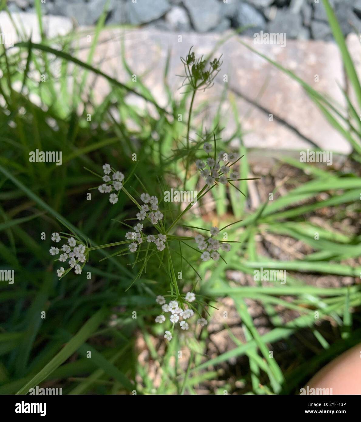 carrot family (Apiaceae Stock Photo - Alamy
