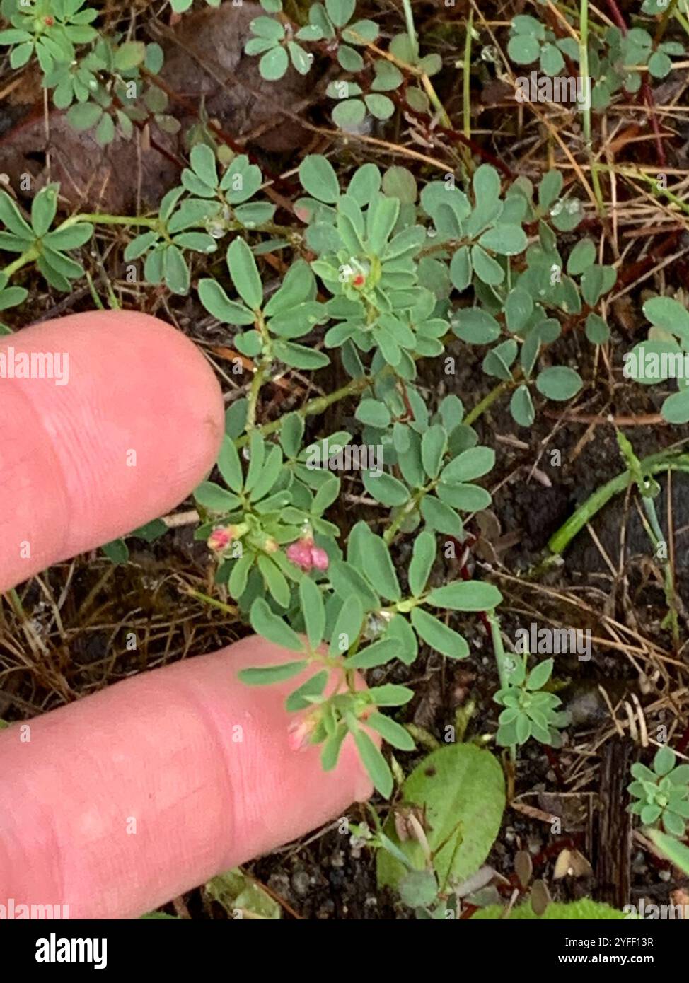 Short-flower Deervetch (Acmispon parviflorus Stock Photo - Alamy