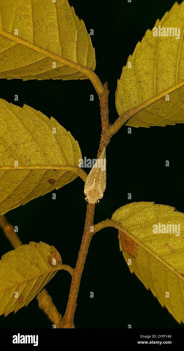 True Hoppers (Auchenorrhyncha Stock Photo - Alamy