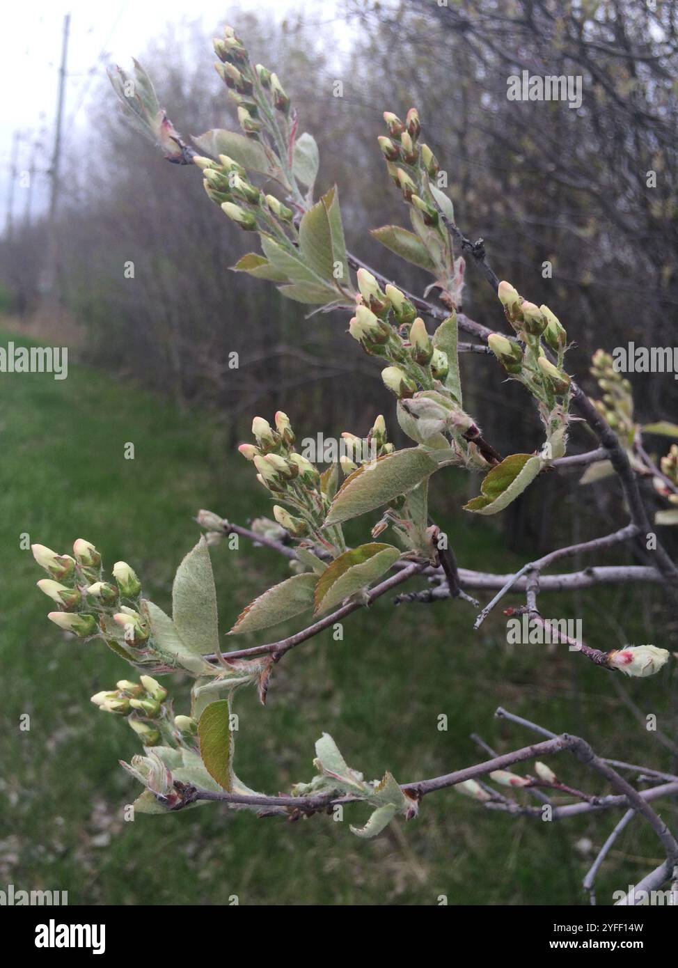 Running Serviceberry (Amelanchier stolonifera Stock Photo - Alamy
