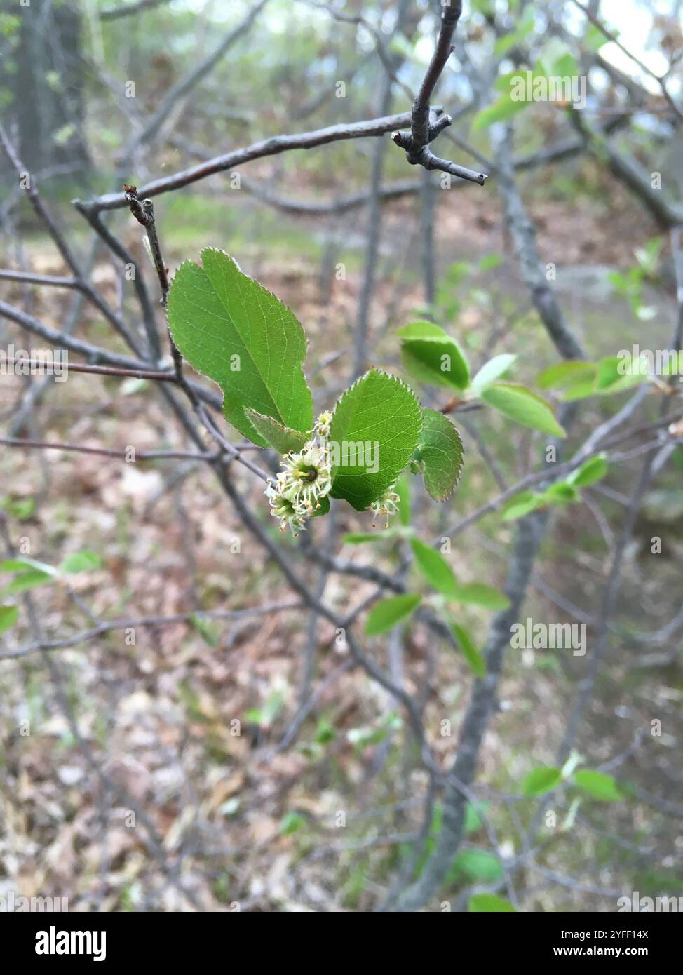 Nantucket Shadbush (Amelanchier nantucketensis Stock Photo - Alamy