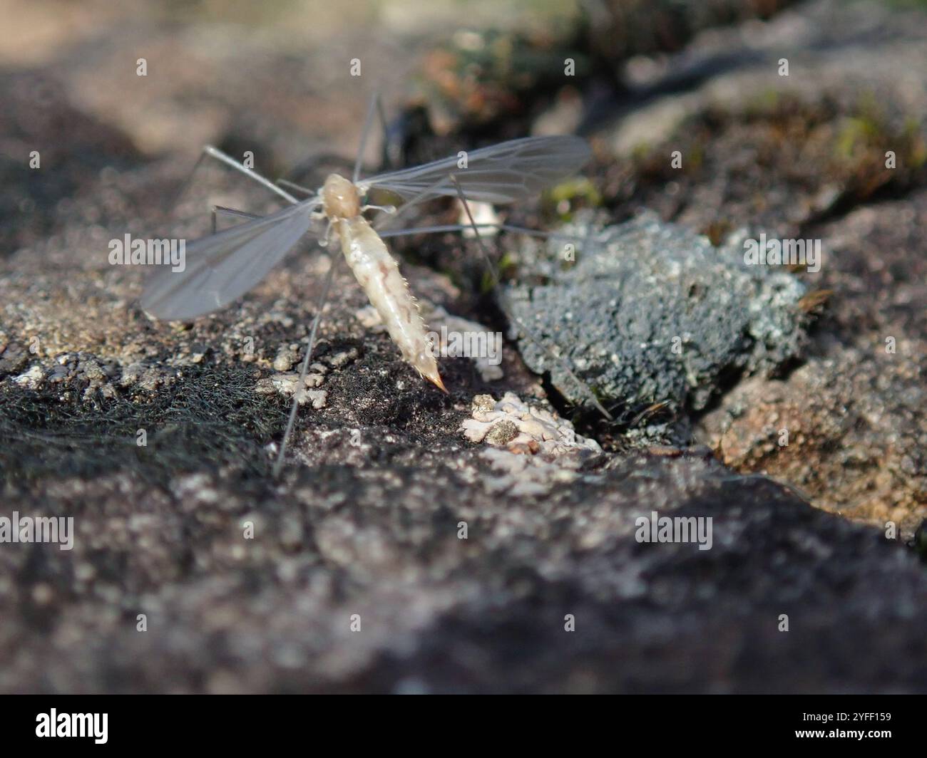 Typical Crane Flies (Tipuloidea Stock Photo - Alamy